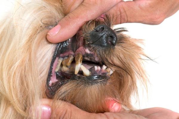 Mi Perro Está Sangrando Por La Boca | 2026
