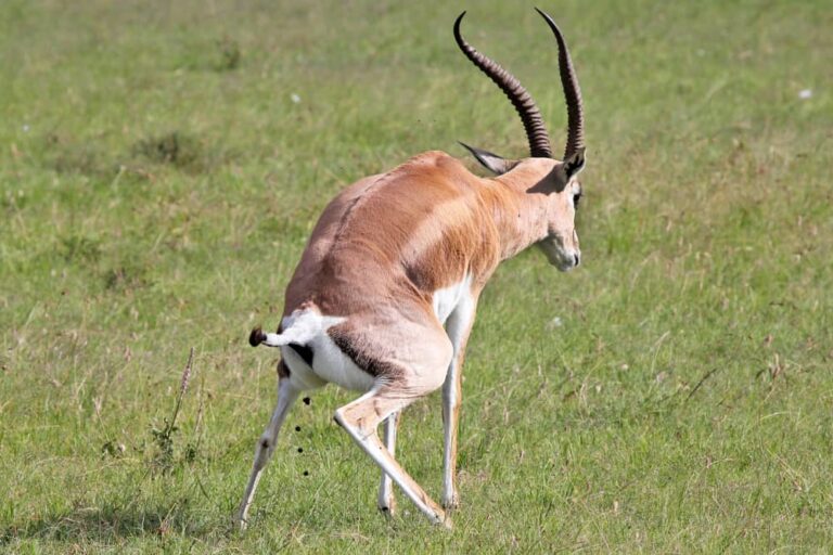 ¿Cómo Se Ve La Caca De Venado? (Consejos De Identificación) | 2026