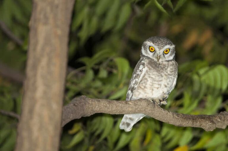 Simbolismo De La Rana: 17 Significados Espirituales De La Rana | 2025