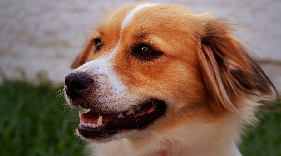 Mezclas De Corgi: 22 Cachorros De Razas Cruzadas Diferentes Que Te ...