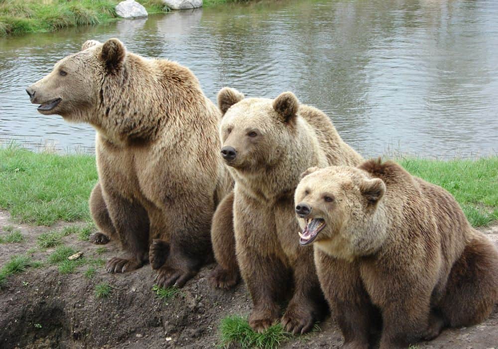 Simbolismo Del Oso: 18 Significados Espirituales Del Oso | 2024