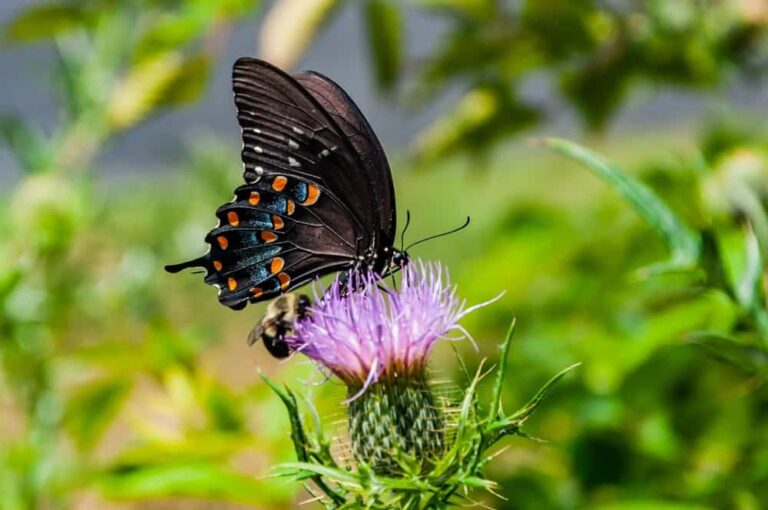 Mariposa Negra: 12 significados espirituales | 2026