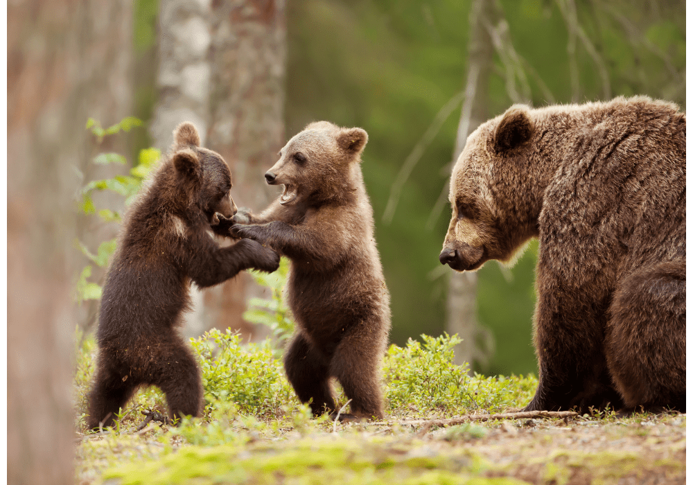 Simbolismo Del Oso: 18 Significados Espirituales Del Oso | 2024