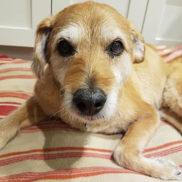 ¿Todos Los Perros Van Al Cielo? Una Guía De Lo Que Le Sucede Al Alma De ...