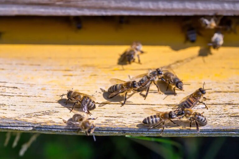 ¿Qué Son Las Abejas Guardianas? Protegiendo La Colmena De Intrusos | 2026