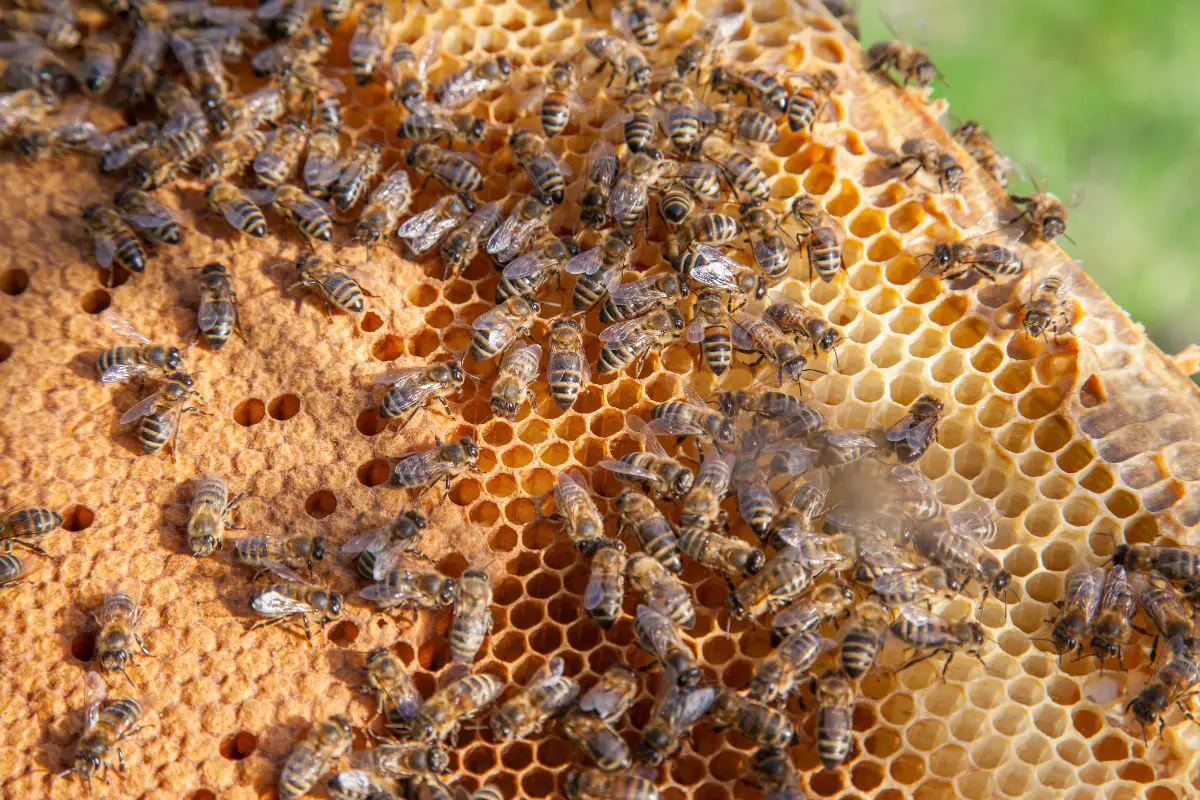 ¿Qué Son Las Abejas Nodrizas? Funciones De Las Abejas Melíferas ...
