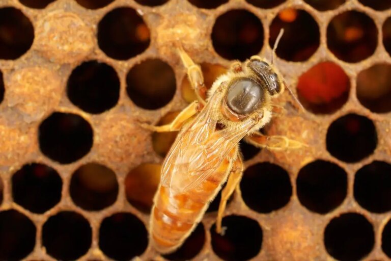 La Abeja Reina: Explicación De Las Funciones De Las Abejas Melíferas | 2025