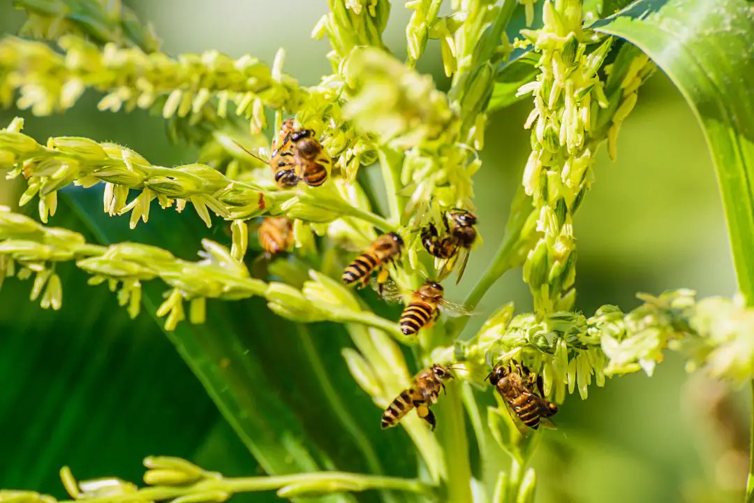 La Abeja Reina: Explicación De Las Funciones De Las Abejas Melíferas | 2026