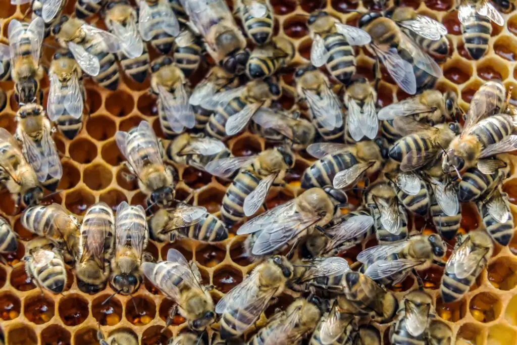 ¿Qué Es El Panal? | 2025