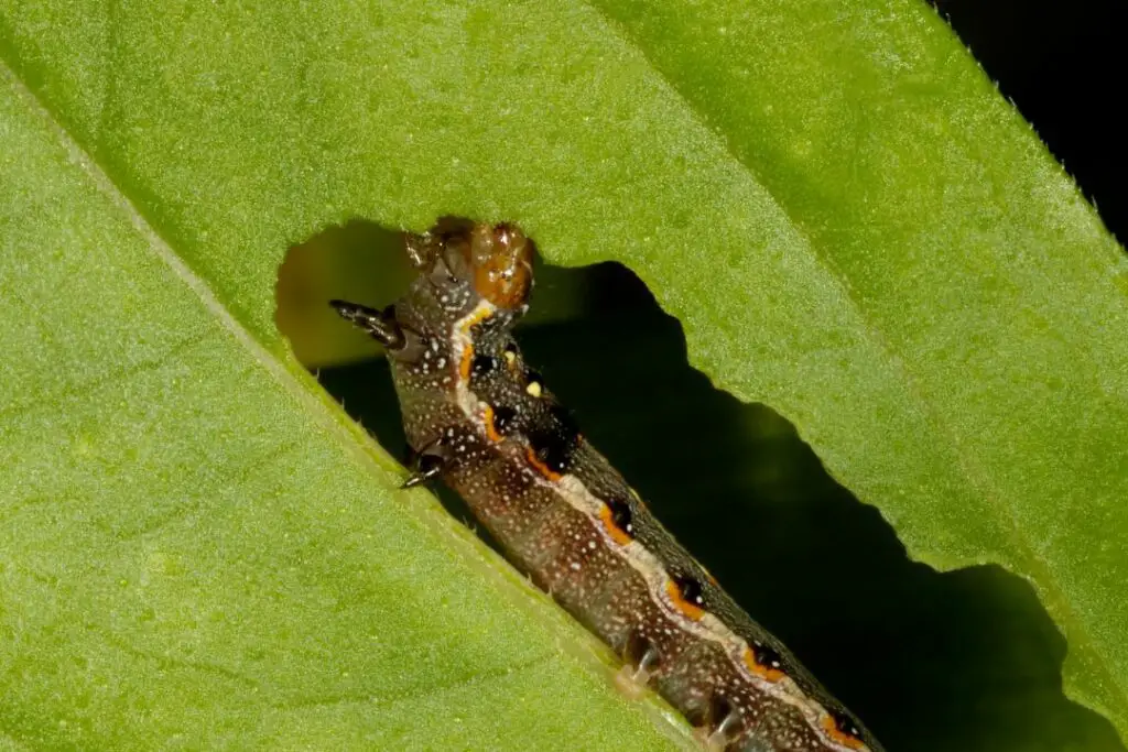 ¿Qué Comen Las Orugas? Mascando De Hoja a Larva | 2025