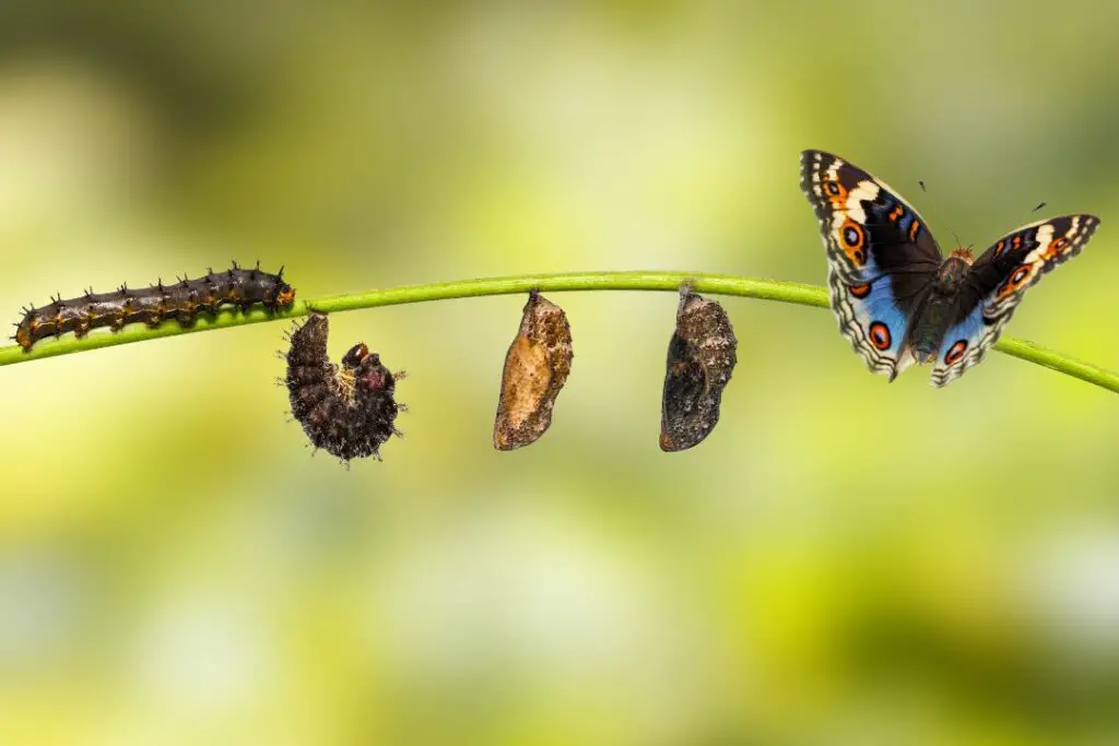¿Las Mariposas Tienen Dientes? Desentrañando Los Misterios De La ...