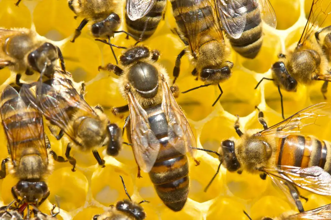 ¿Qué Son Las Abejas Obreras? Funciones De Las Abejas Melíferas ...
