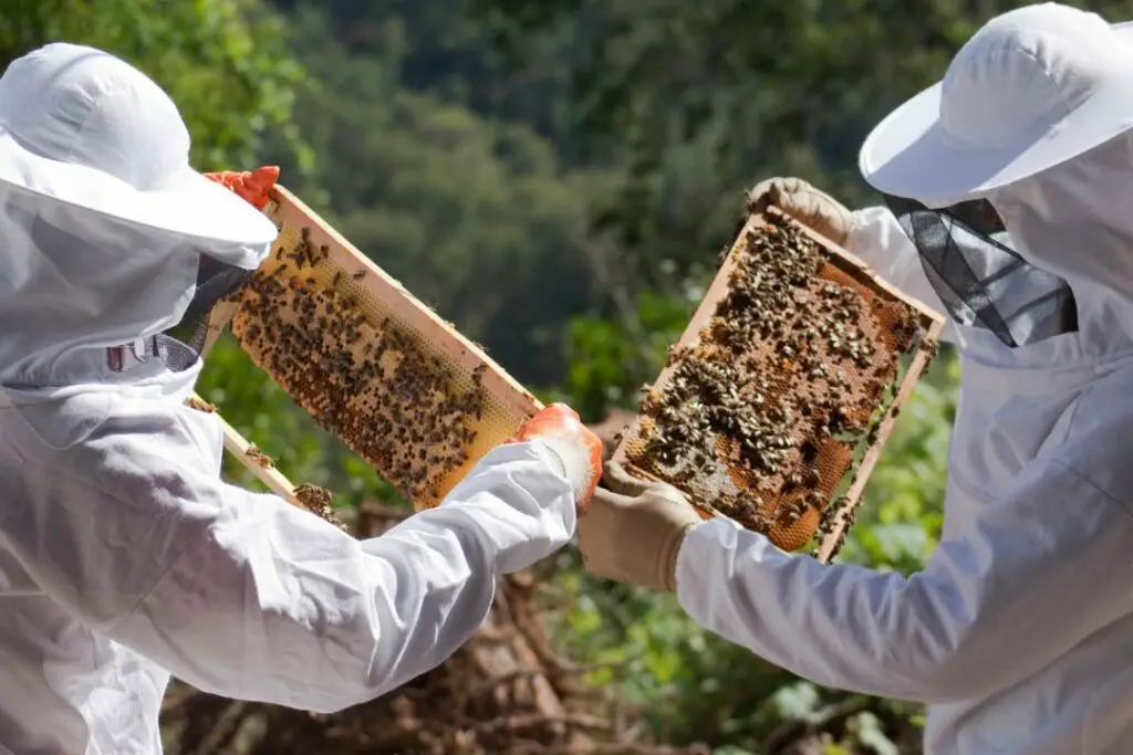¿Pueden Las Abejas Ser Mascotas? ¿Es Una Buena Idea Acariciar a Las ...