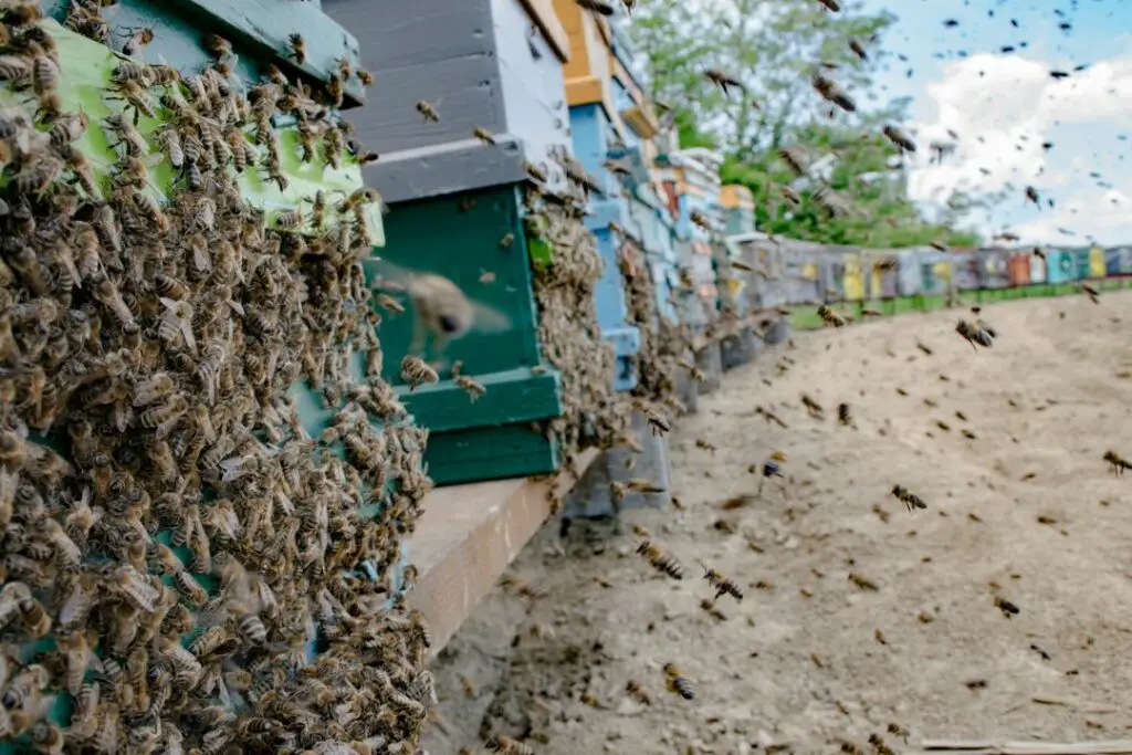 ¿Por Qué La Miel Es Mala Para Las Abejas? (La Sorprendente Verdad) | 2026