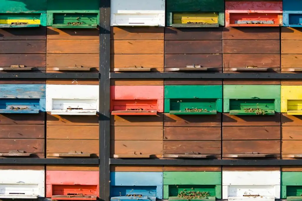 ¿Por Qué La Miel Es Mala Para Las Abejas? (La Sorprendente Verdad) | 2026