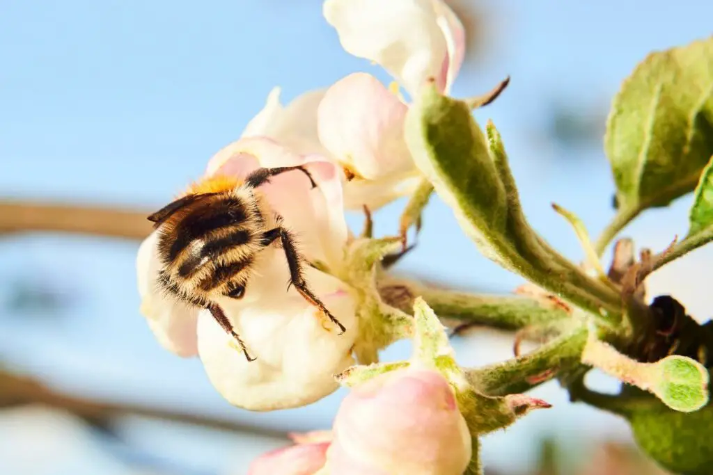 Cómo Las Abejas Recolectan Y Transportan El Néctar: una Guía Completa ...