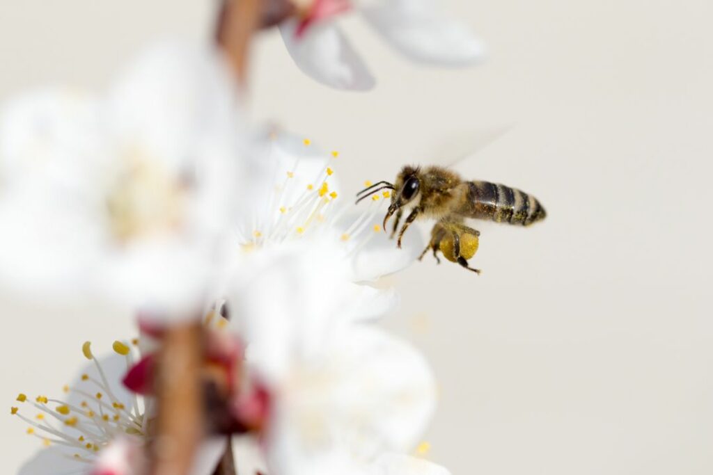 Cómo Las Abejas Recolectan Y Transportan El Néctar: una Guía Completa ...