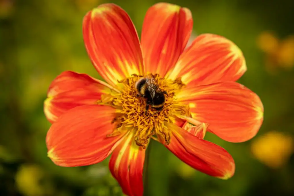 Cómo Las Abejas Recolectan Y Transportan El Néctar: una Guía Completa ...