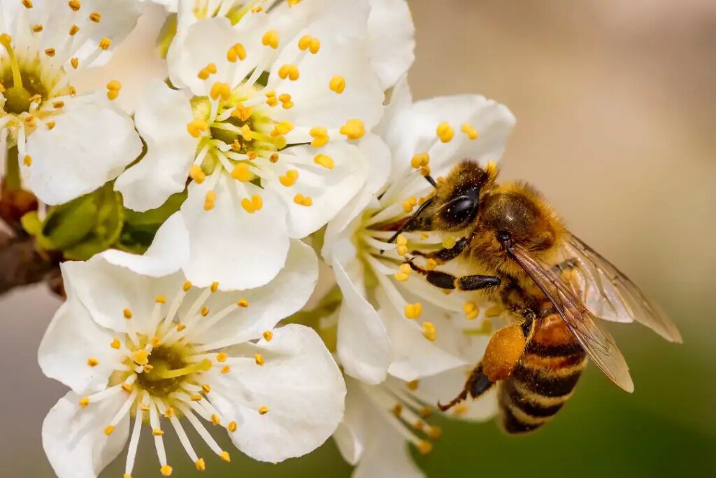 Cómo Las Abejas Recolectan Y Transportan El Néctar: una Guía Completa ...