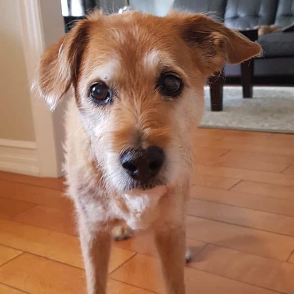 ¿Todos Los Perros Van Al Cielo? Una Guía De Lo Que Le Sucede Al Alma De ...