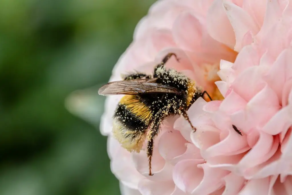 Cómo Las Abejas Recolectan Y Transportan El Néctar: una Guía Completa ...
