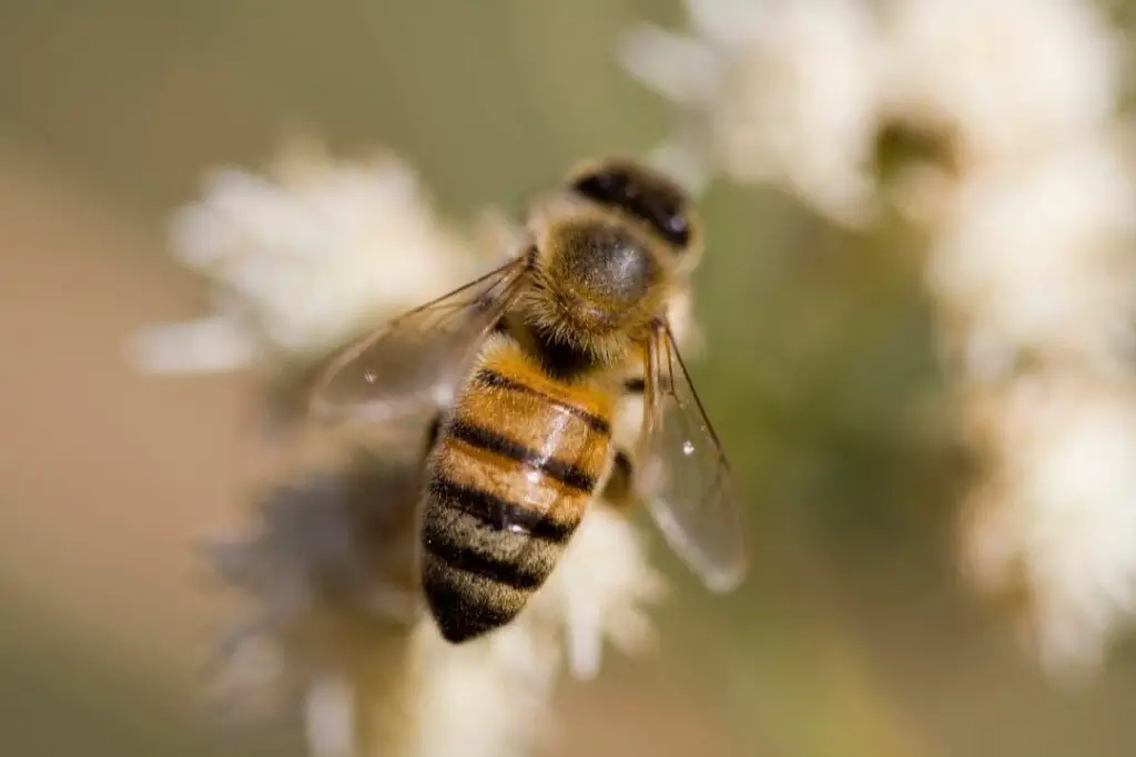 ¿Qué Son Las Abejas Obreras? Funciones De Las Abejas Melíferas Explicadas | 2025