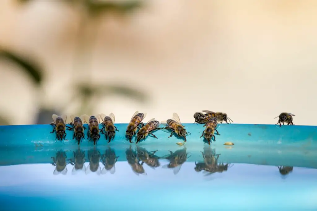 ¿Cómo Beben Agua Las Abejas? | 2026