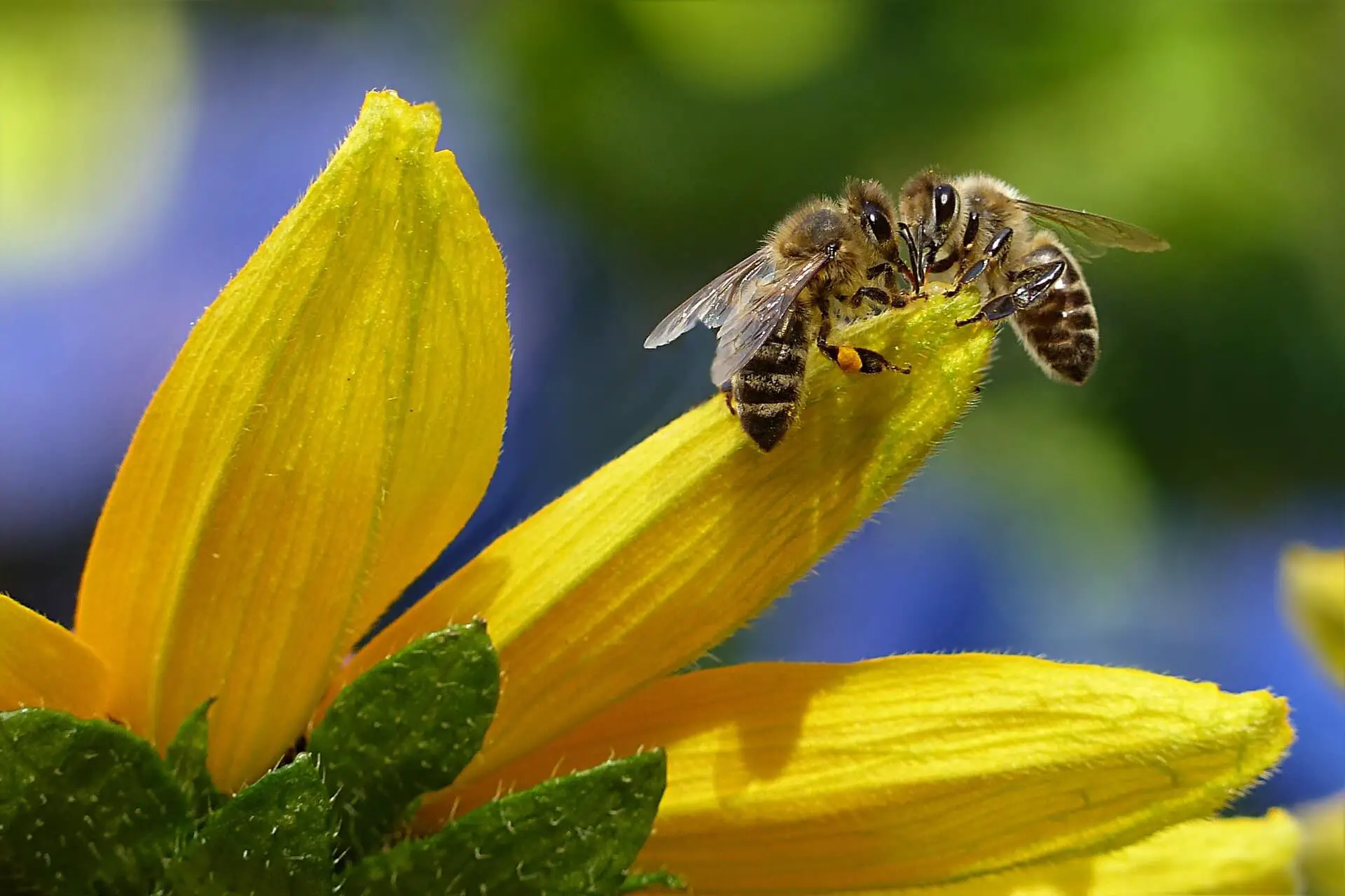 Abejas - Wiki Animales
