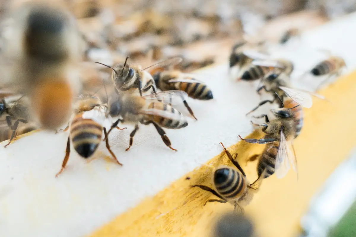 ¿Cómo Se Reproducen Las Abejas? (Una Guía Sencilla) | 2026