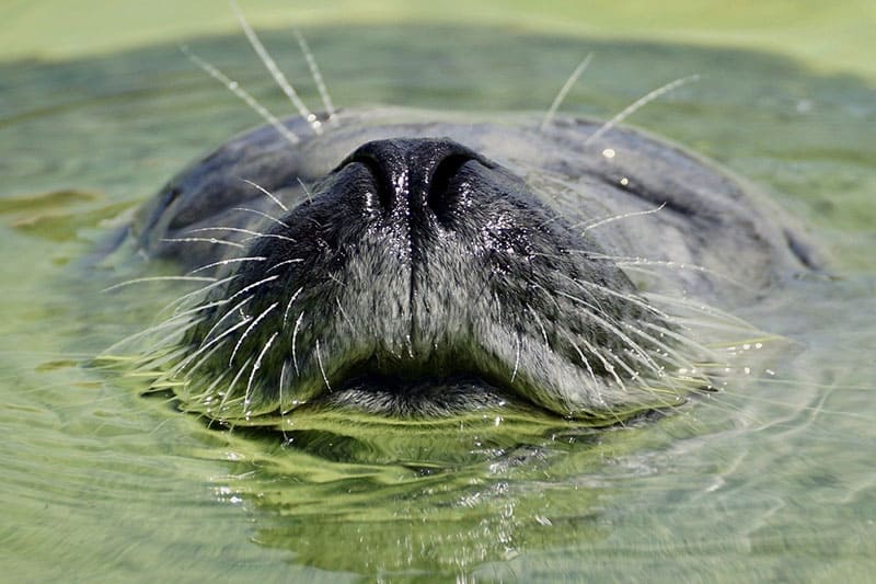 10 Animales Con Bigotes (y Por Qué Los Necesitan) | 2026