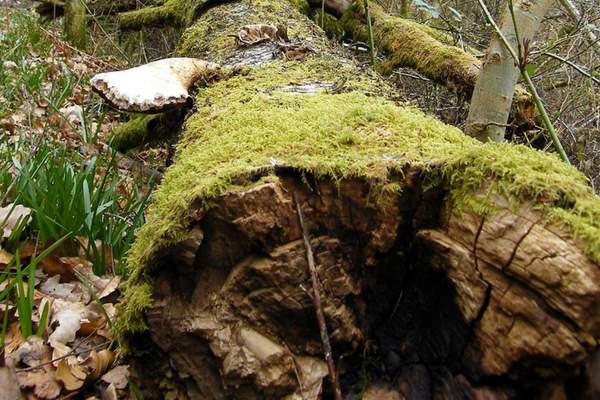 ¿Es Un Tronco Podrido Un Ecosistema? | 2026
