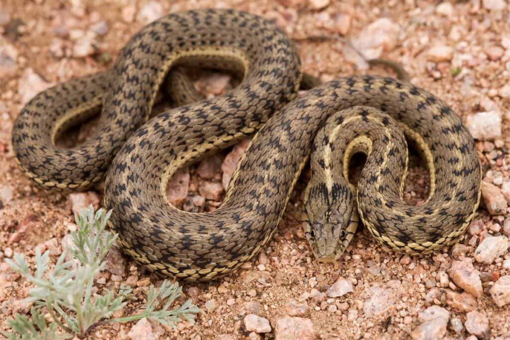 18 Especies De Serpientes Con Rayas (imágenes) | 2024