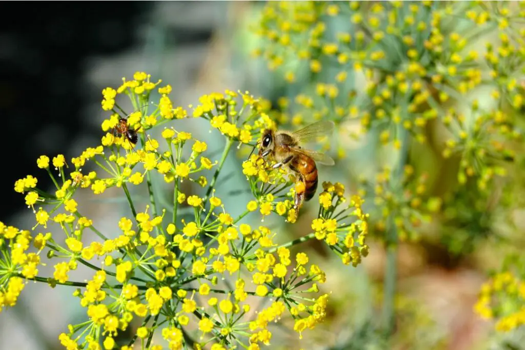 ¿Las Abejas Comen Hormigas? | 2025