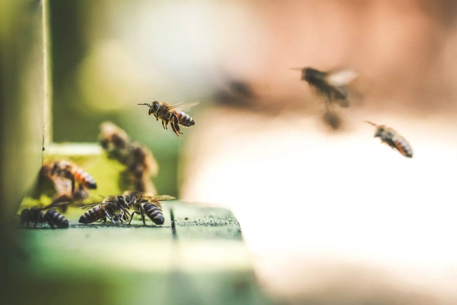 Abejas - Wiki Animales
