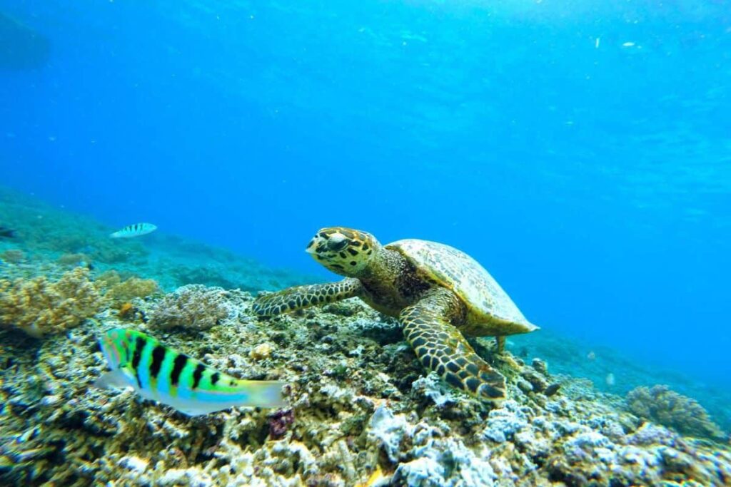 20 Animales Marinos con Fotos y Datos Curiosos | 2025