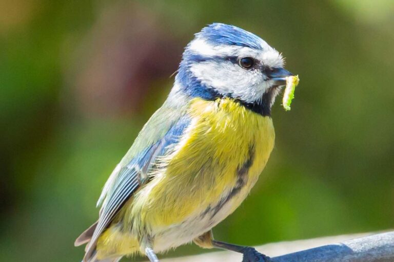 10 Animales Que Son Amarillos (y Cómo Se Ven) | 2026