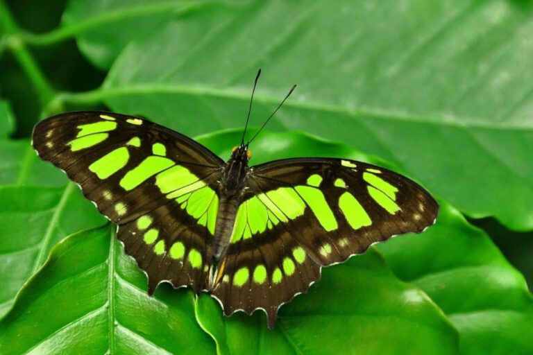 10 Tipos De Mariposas Verdes (con Imágenes) | 2026