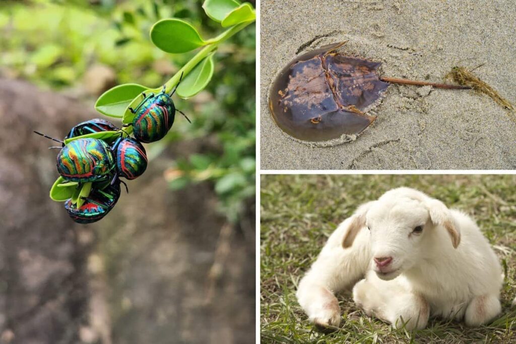 14 Animales Diferentes Que Comienzan Con La Letra X | 2026