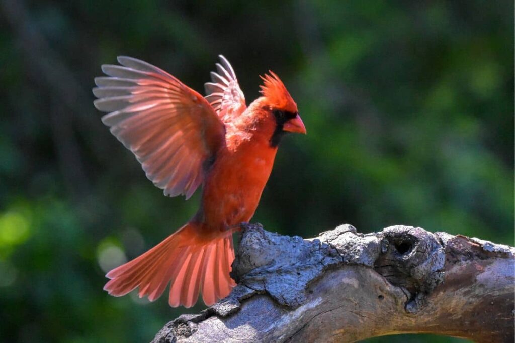 11 Animales Que Son Rojos (imágenes) | 2026