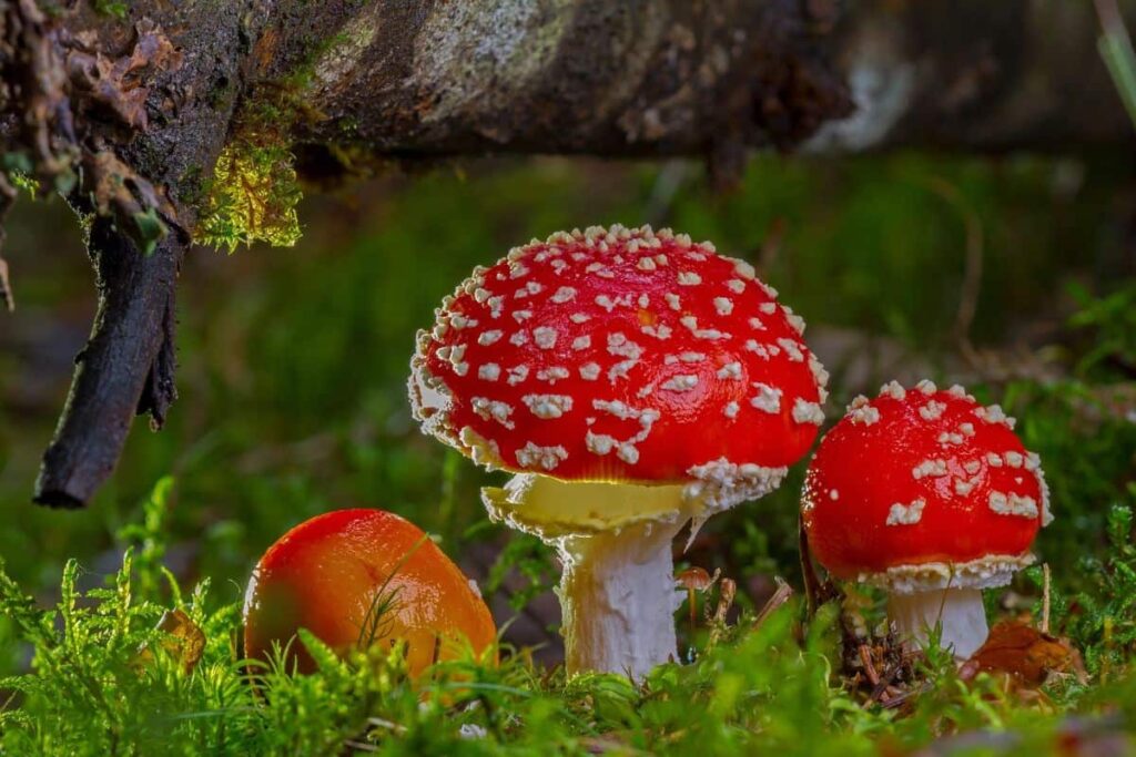 12 Hongos Que Crecen en Los árboles | 2026