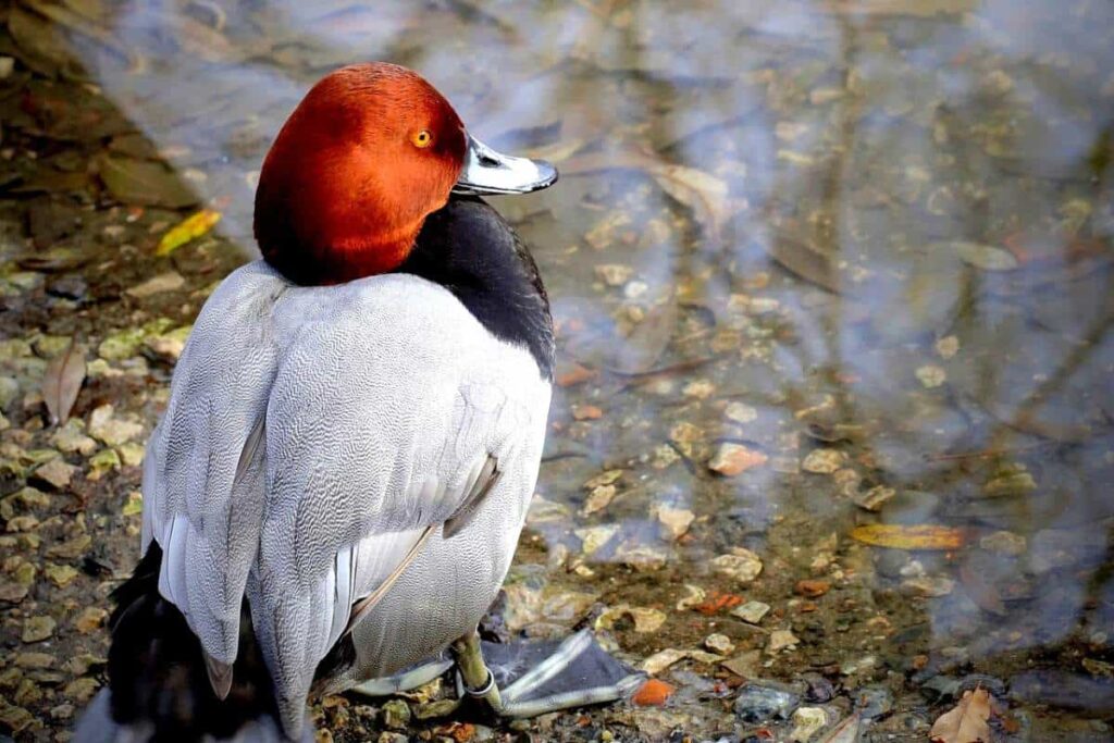 19 Datos Interesantes Sobre Los Patos De Madera | 2025