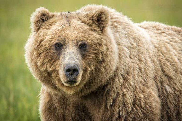 15 Animales Que Representan La Libertad (imágenes) | 2025