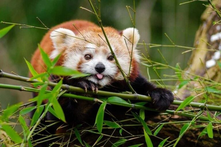 12 Tipos De Animales Con Cola Larga (con Imágenes) | 2026