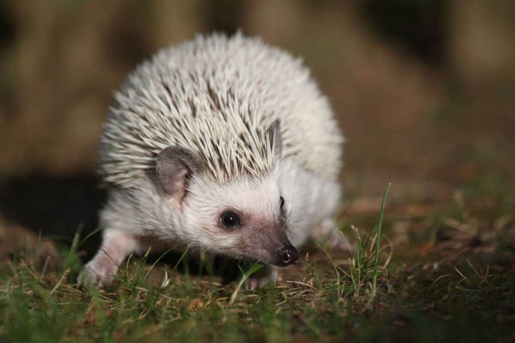 8 Tipos De Animales Con Púas (imágenes) | 2026