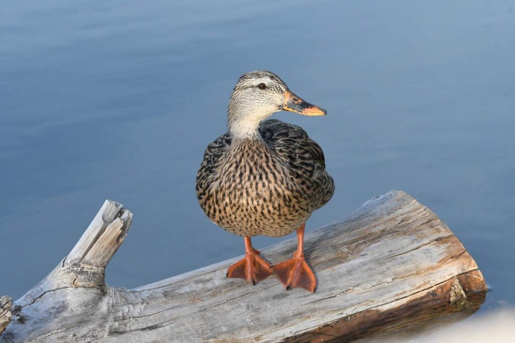 19 Datos Interesantes Sobre Los Patos De Madera | 2025