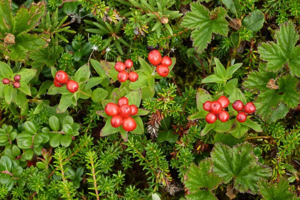 13 Tipos De Flores Silvestres en Alaska (imágenes) | 2026