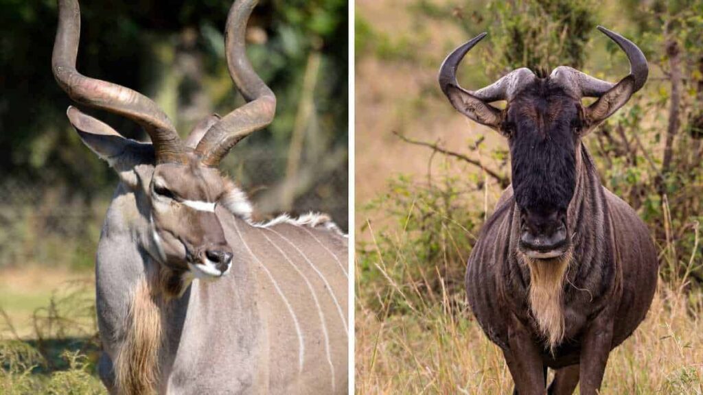 11 Tipos De Animales Con Cuernos | 2026