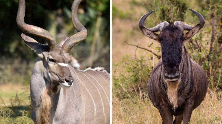 11 Tipos De Animales Con Cuernos | 2026