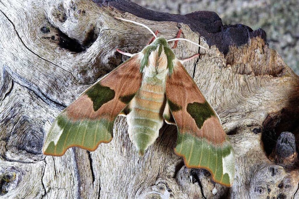 11 Ejemplos De Animales Que Comen Huevos (imágenes) | 2025