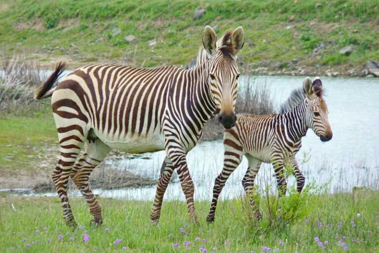 16 Animales Que Comienzan Con P (con Imágenes) | 2025